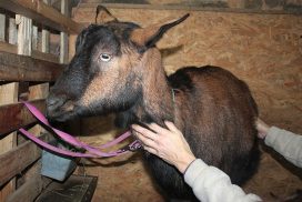 Goat Body Language FAQ - Goat Journal